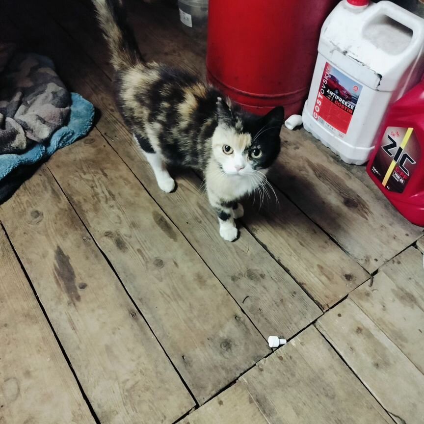 Отдаётся кошка в добрые руки