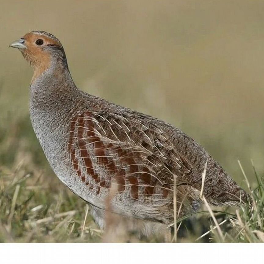 Инкубационное яйцо серой куропатки