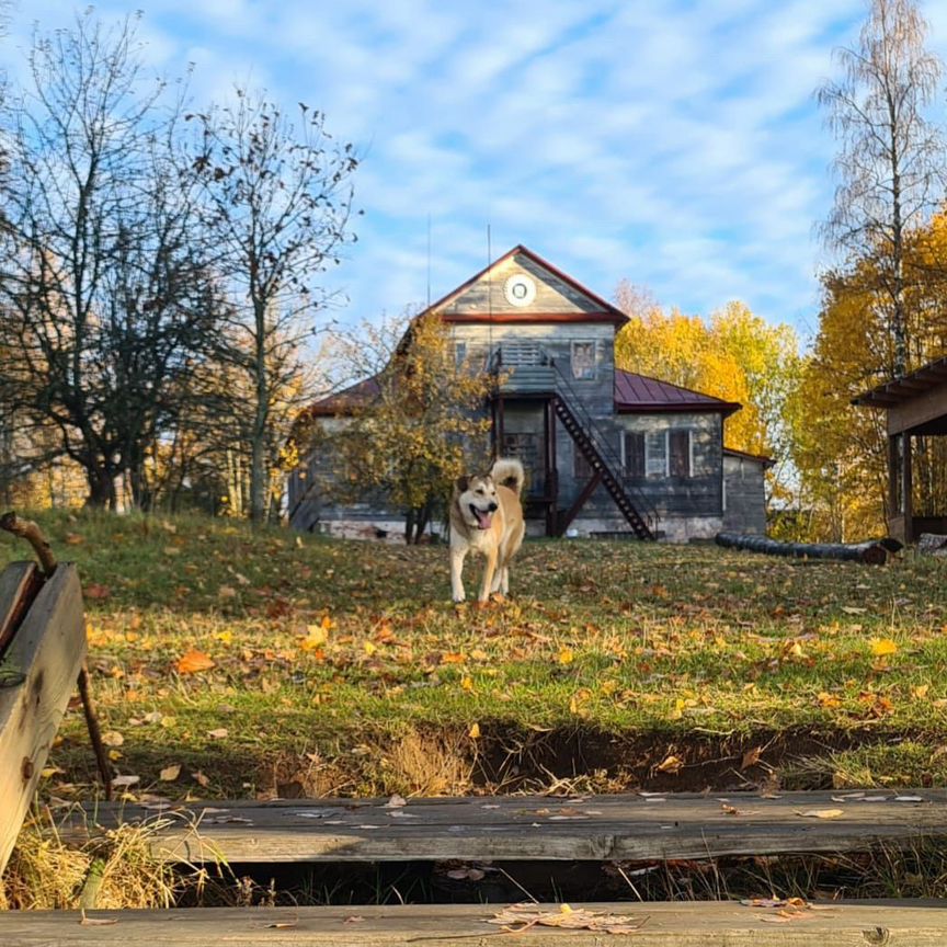Пристраивается