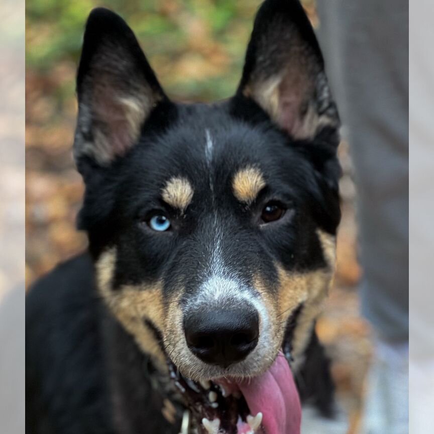 Собака в добрые руки