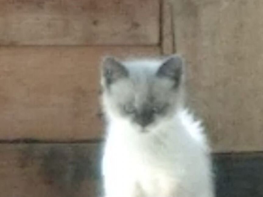 Котята в добрые руки бесплатно