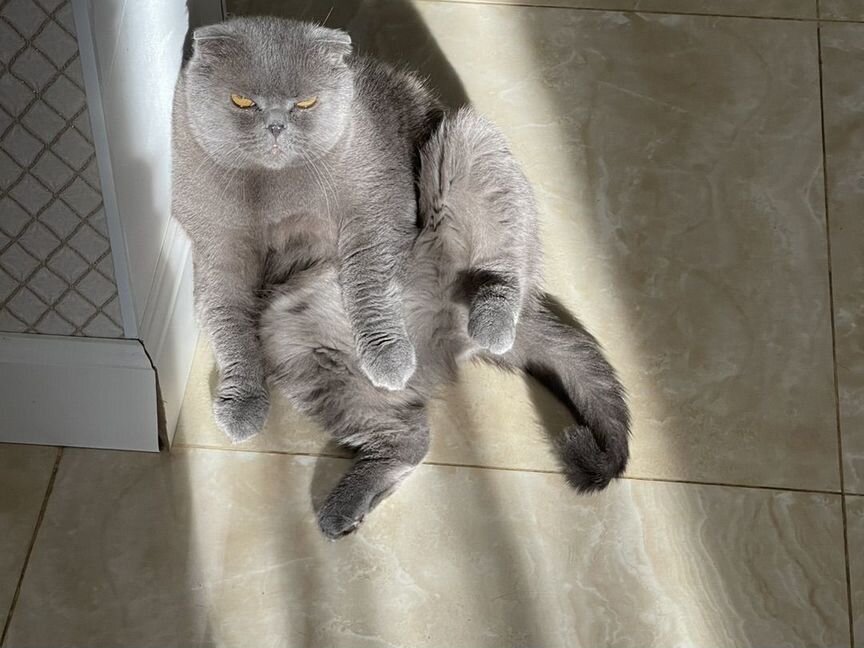 Кот
