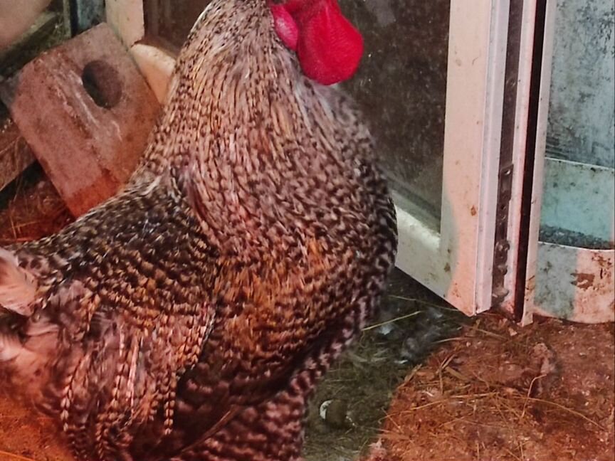 Петух Доминант