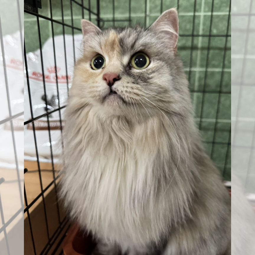 Кошечка Весна ищет дом