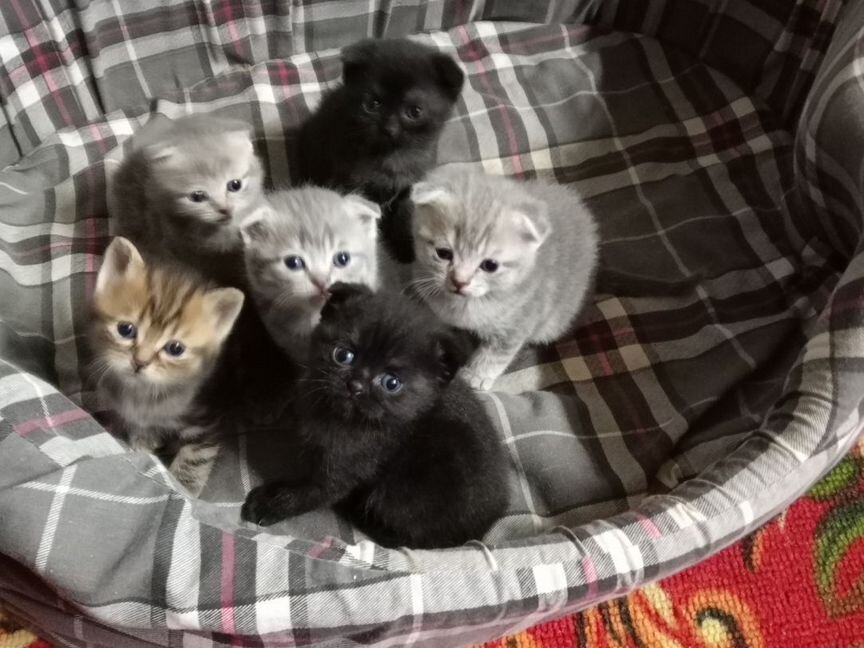 Котята отдам в добрые руки