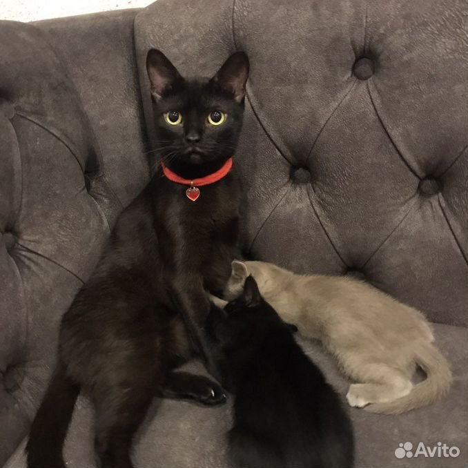 Котята бурма