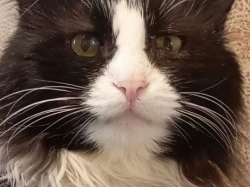 Котики бесплатно в добрые руки