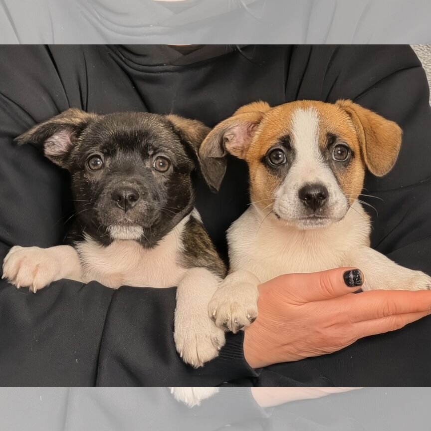 Щенок в добрые руки