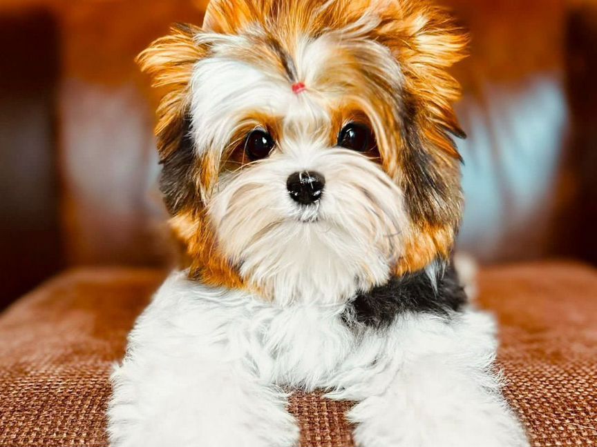 Бивер Мальчик