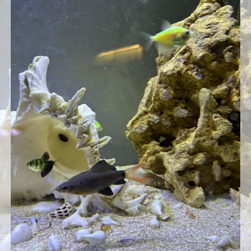 Лабео биколор