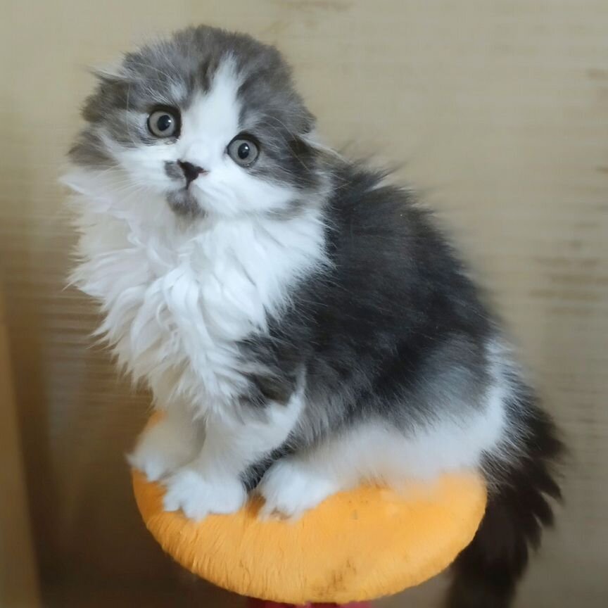 Вислоухий котенок