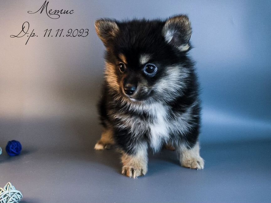 Маленькая собака шпиц плюс корги