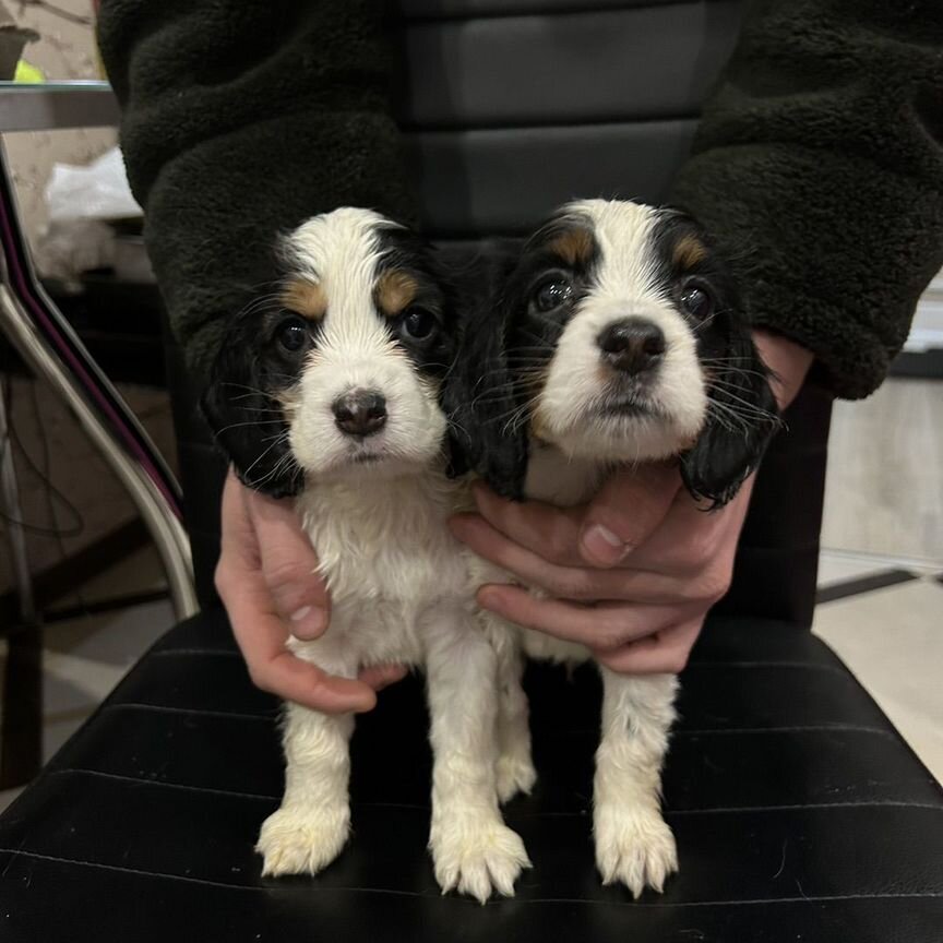 Плюшевые спаниели