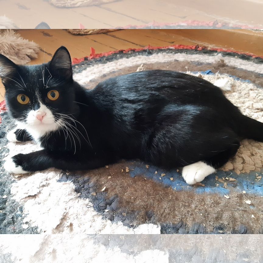 Взрослая, Девочка кошка в добрые руки