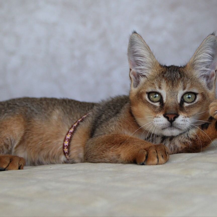 Элитные котята Чаузи F1