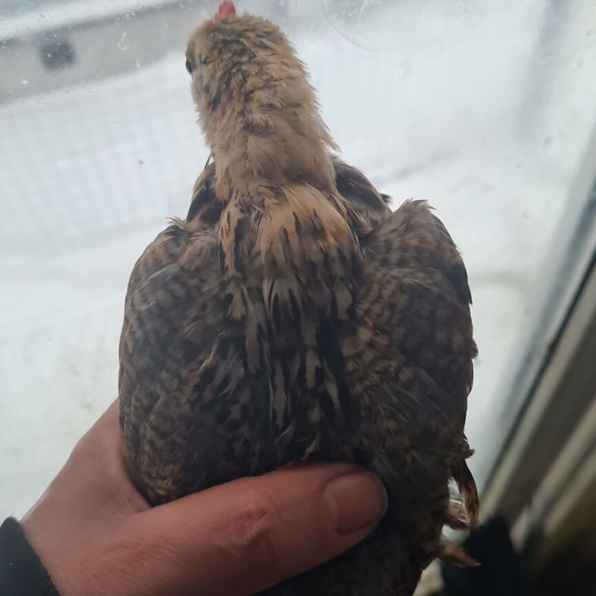 Декоративные курочки бентамки