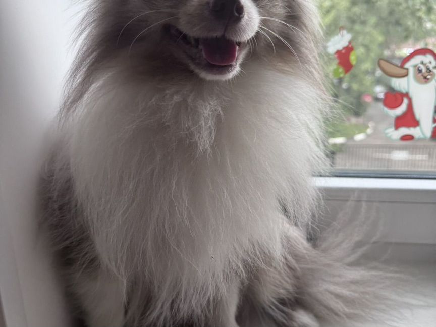 Немецкий шпиц