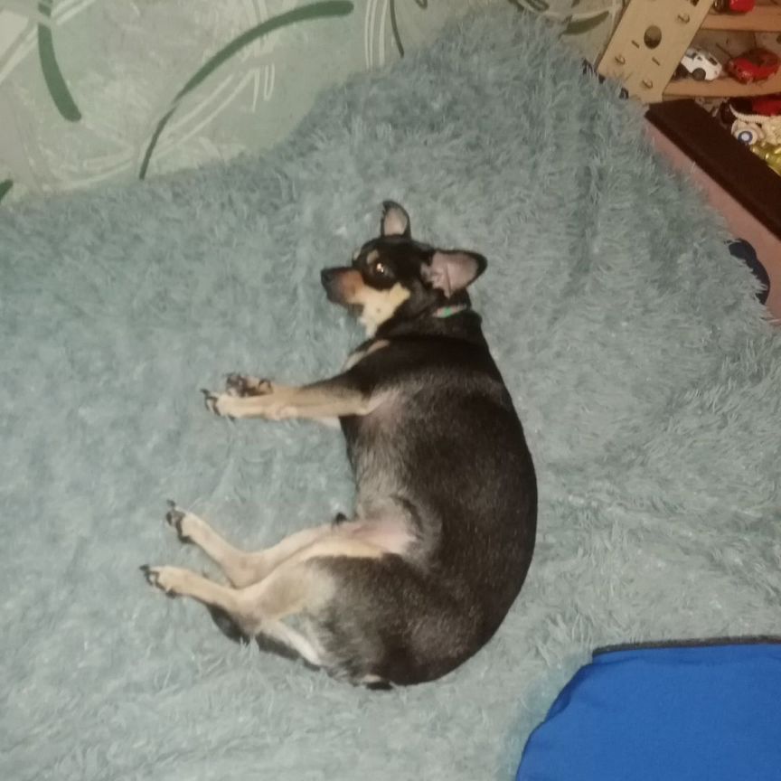 Русский той-терьер, щенок