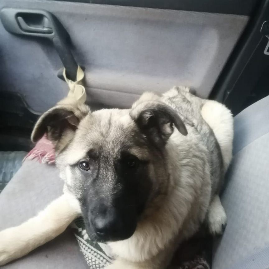 Песель Барбосель ищет дом