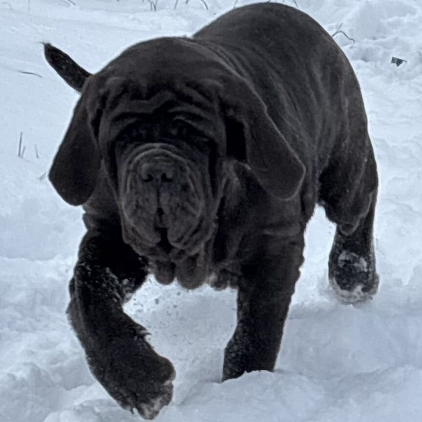 Неаполитанский мастиф, щенок