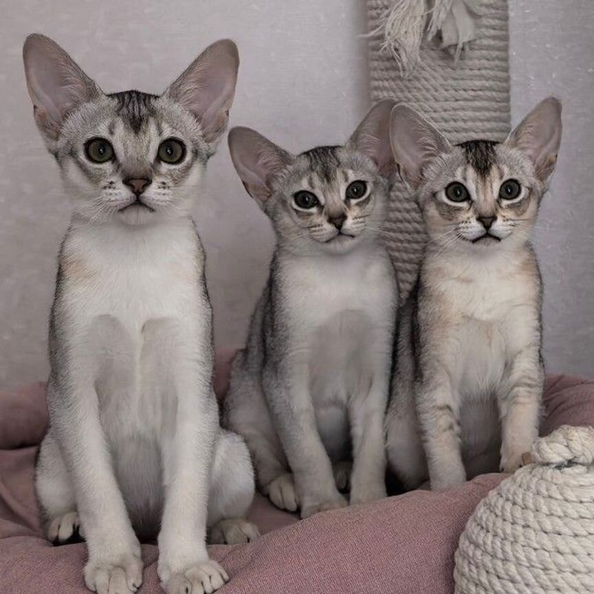 Абиссинский котёнок