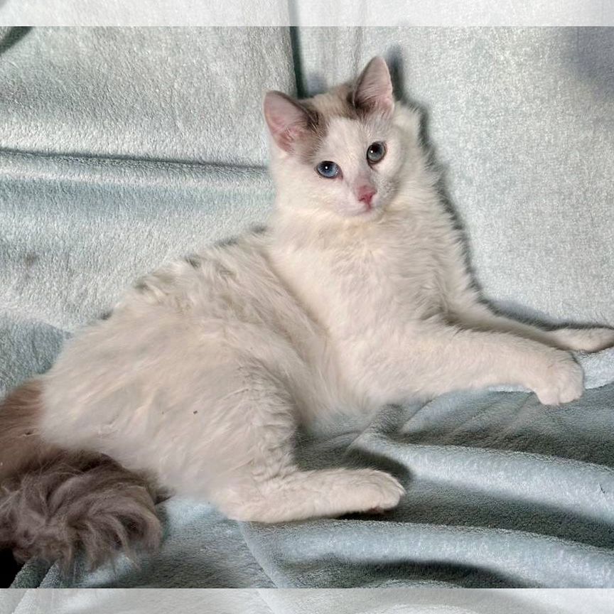 Колорпойнт котёнок