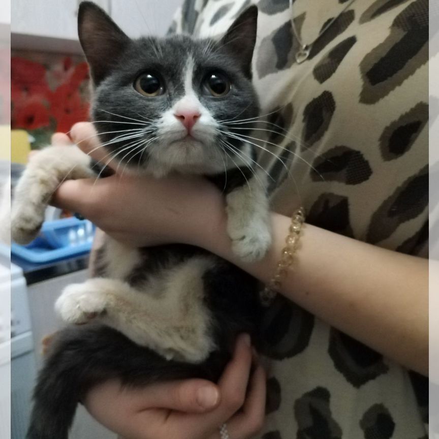 Котёнок в добрые руки