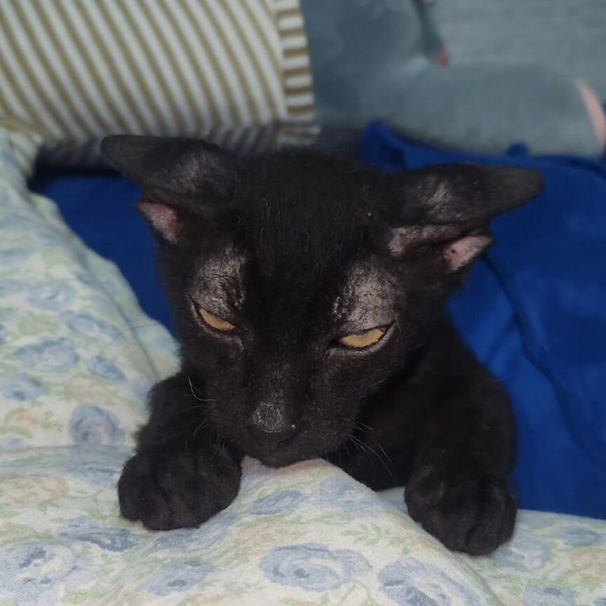 Донской сфинкс котёнок