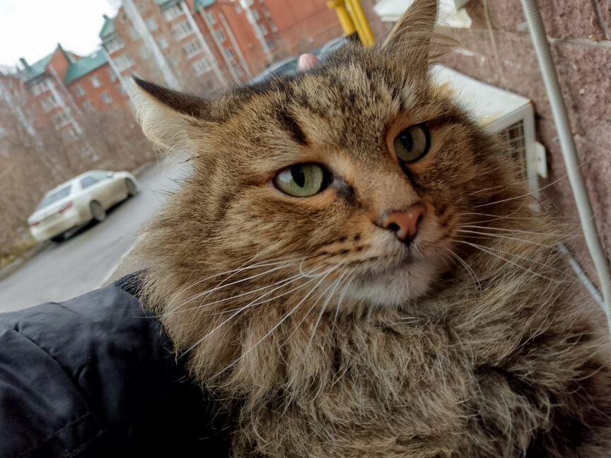 Кошка брошенная