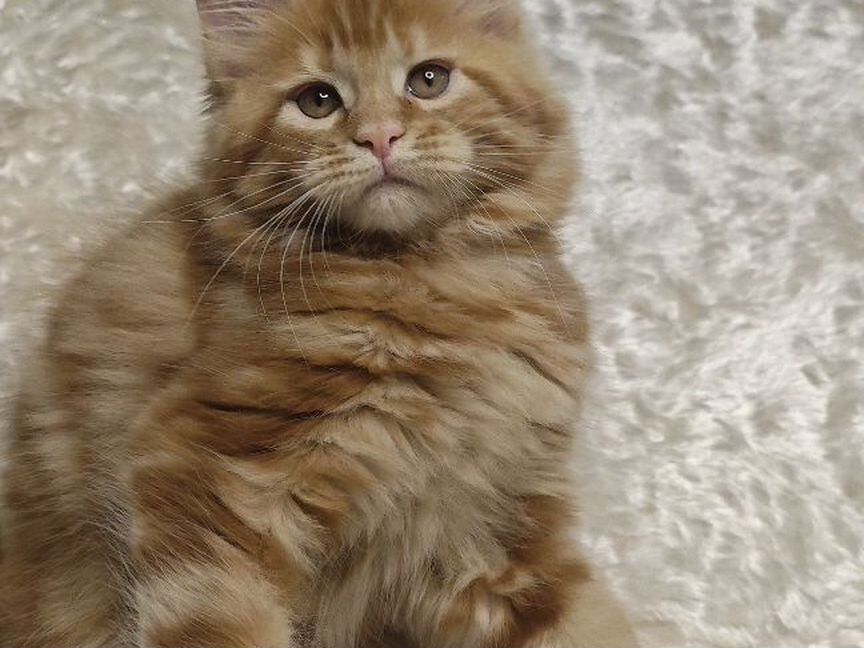 Котята мейн-кун