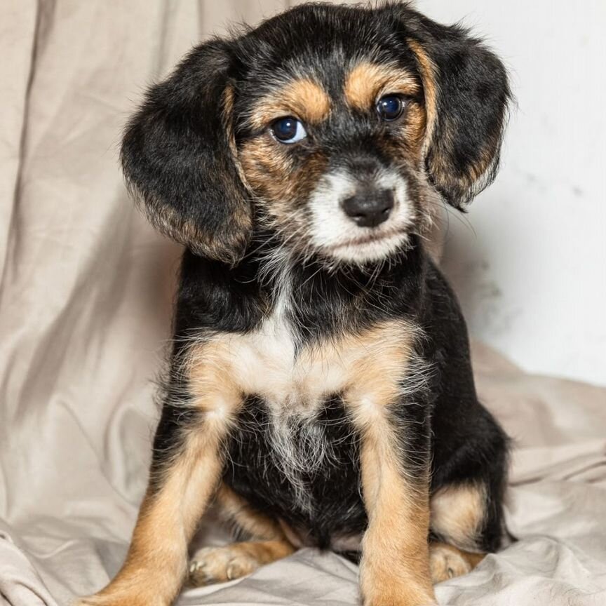 Американский кокер-спаниель, щенок