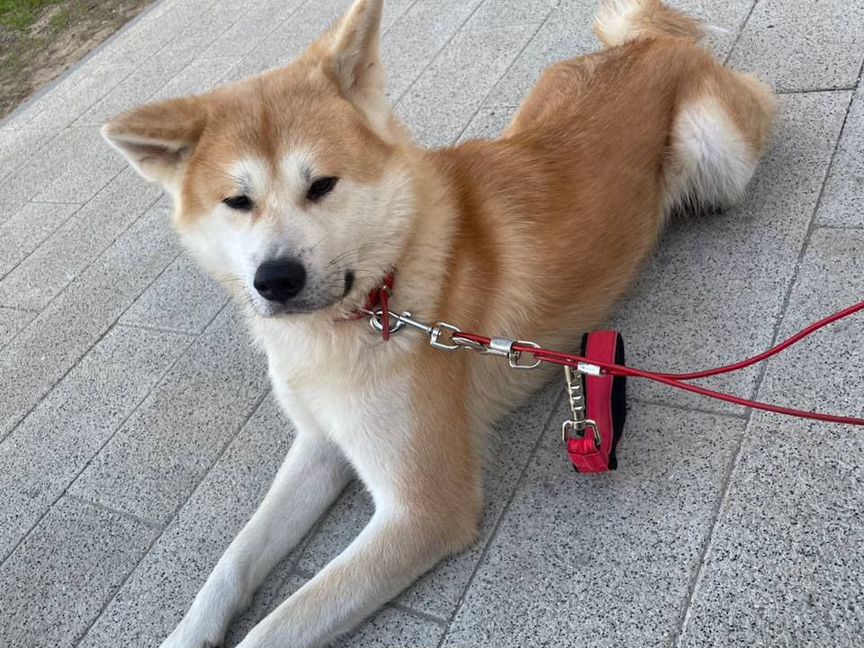 Собака акита ину
