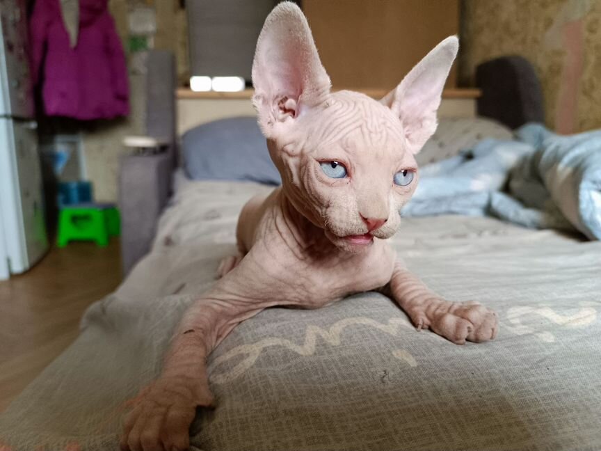 Котёнок в добрые руки конадский свинкс