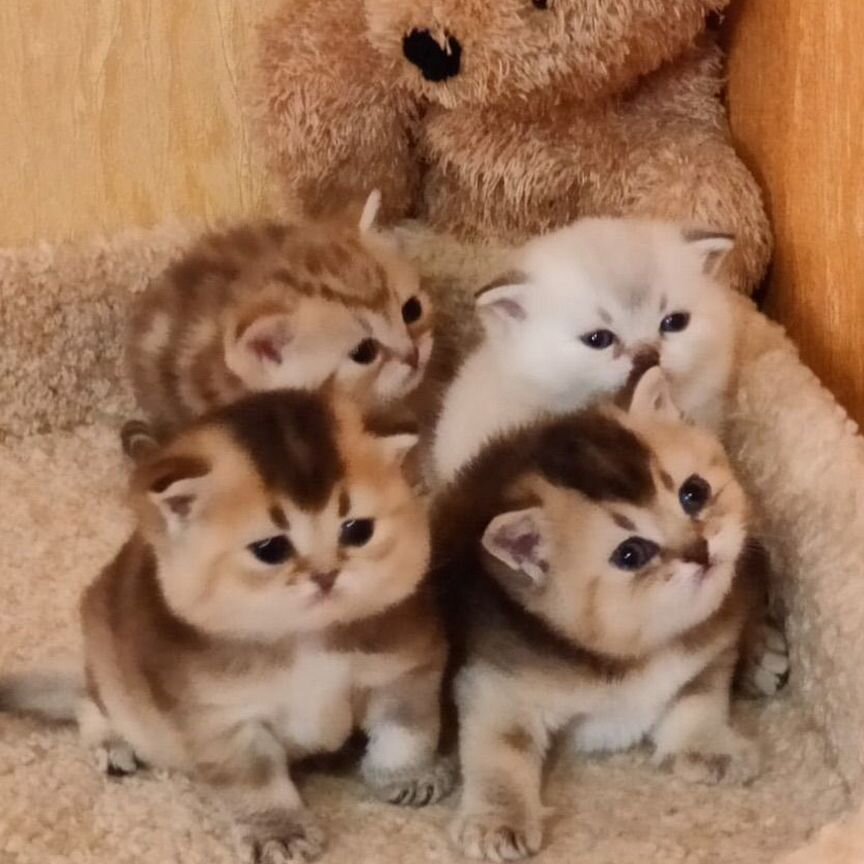 Котята шотландские шиншиллы