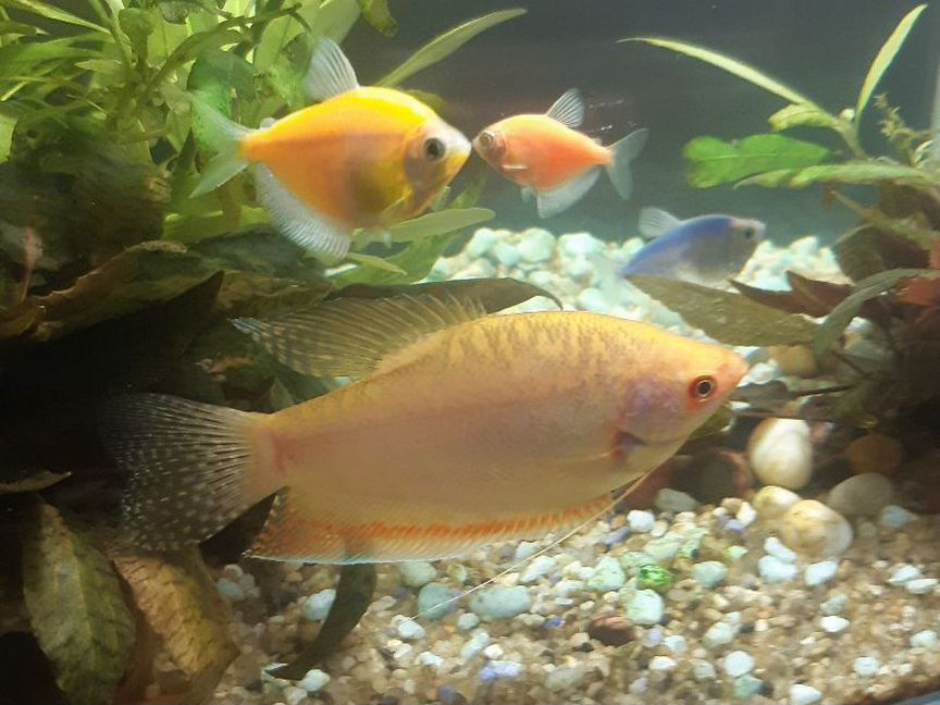 Обменяю двух Гурами и скалярий продам или обмен