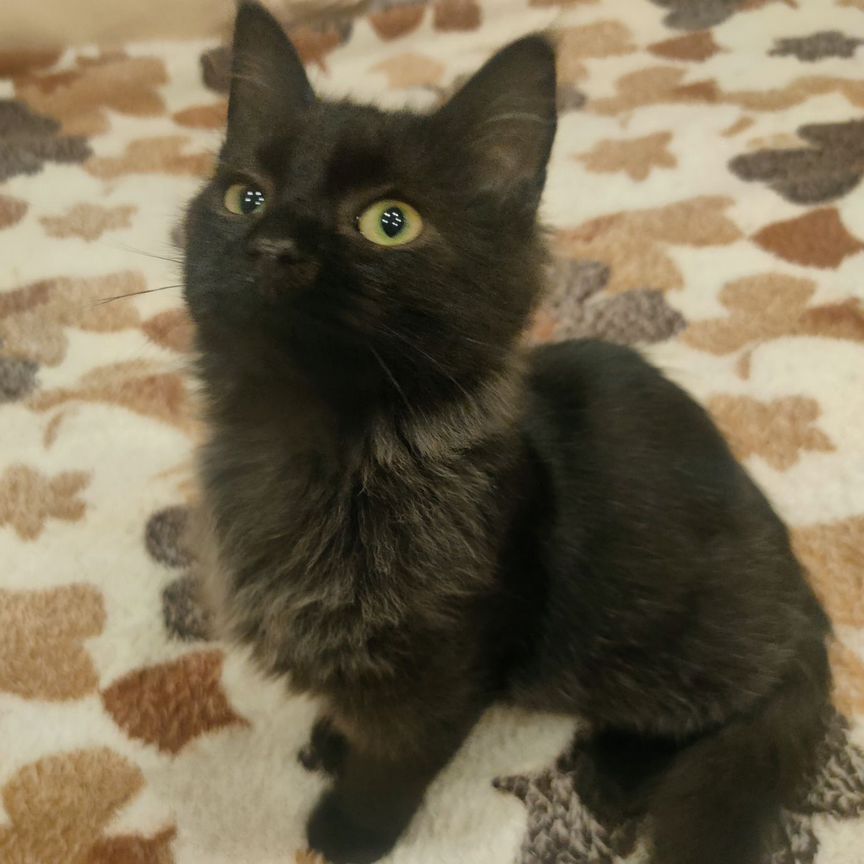 Котята мальчик и девочка 5 месяцев