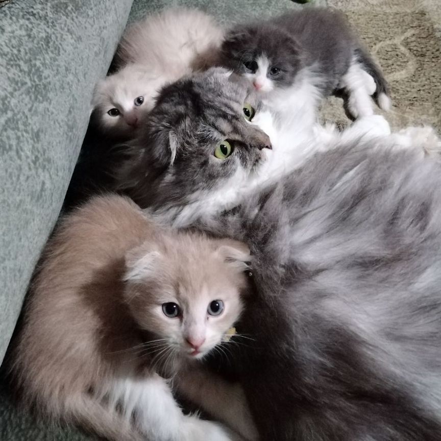 Отдам в добрые руки милых котят