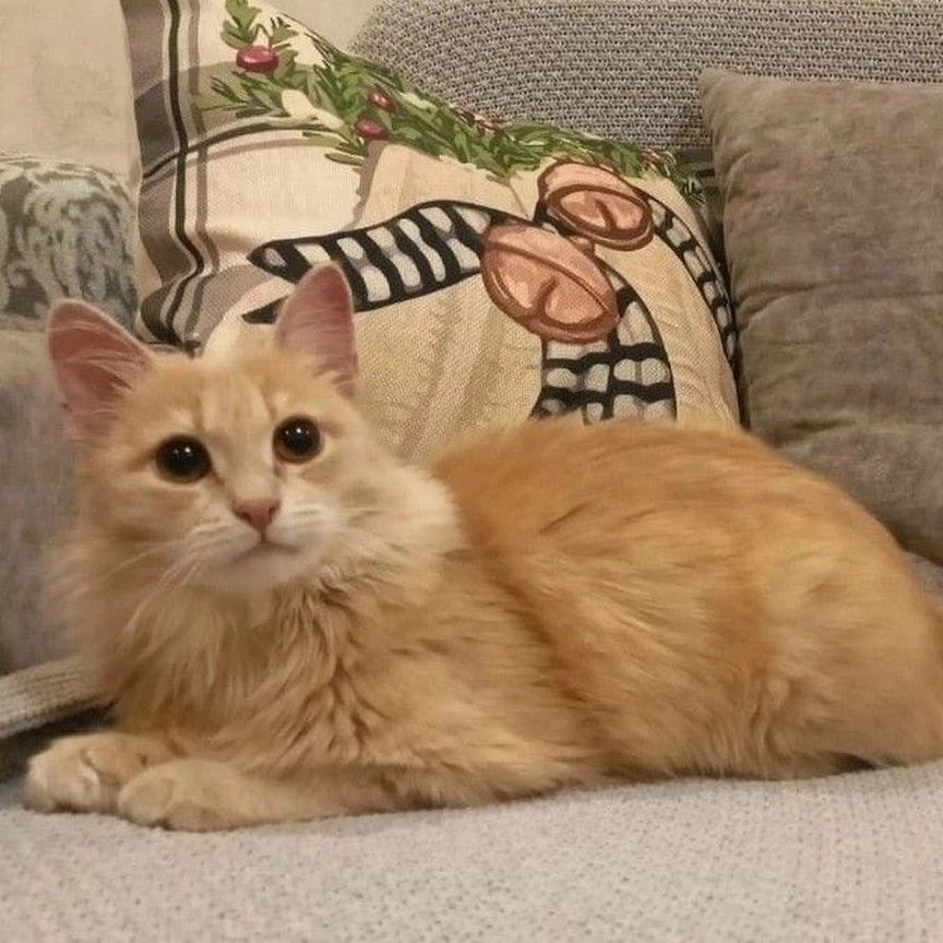 Рыжая кошечка Пеппи. 10 месяцев