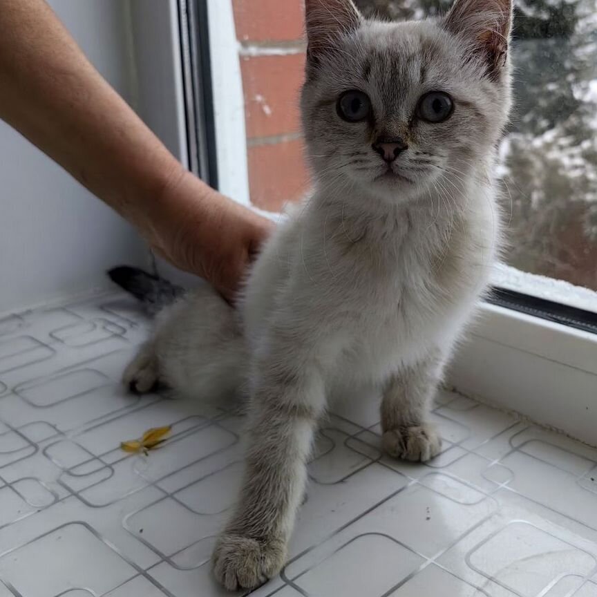 Невский маскарадный котёнок