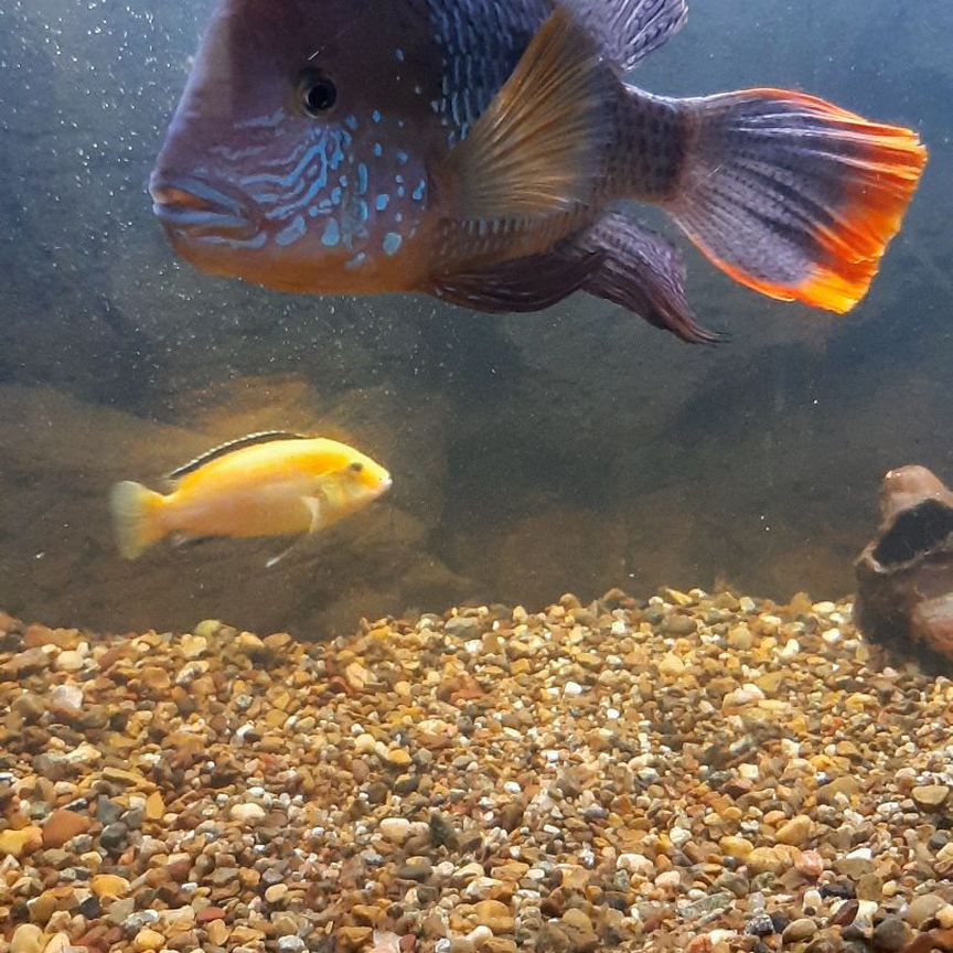 Рыба Акара Бирюзовая