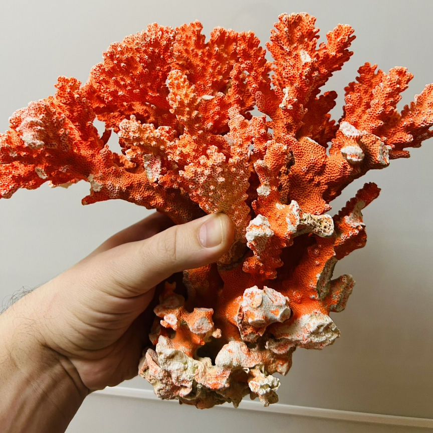 Караллы натуральные аквариумные