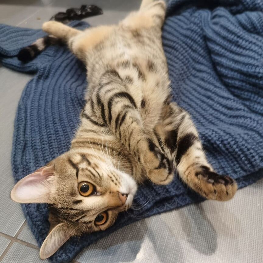 Кошка (серенгети)