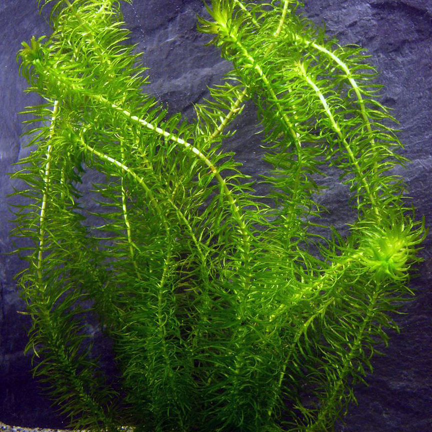 Аквариумные растения