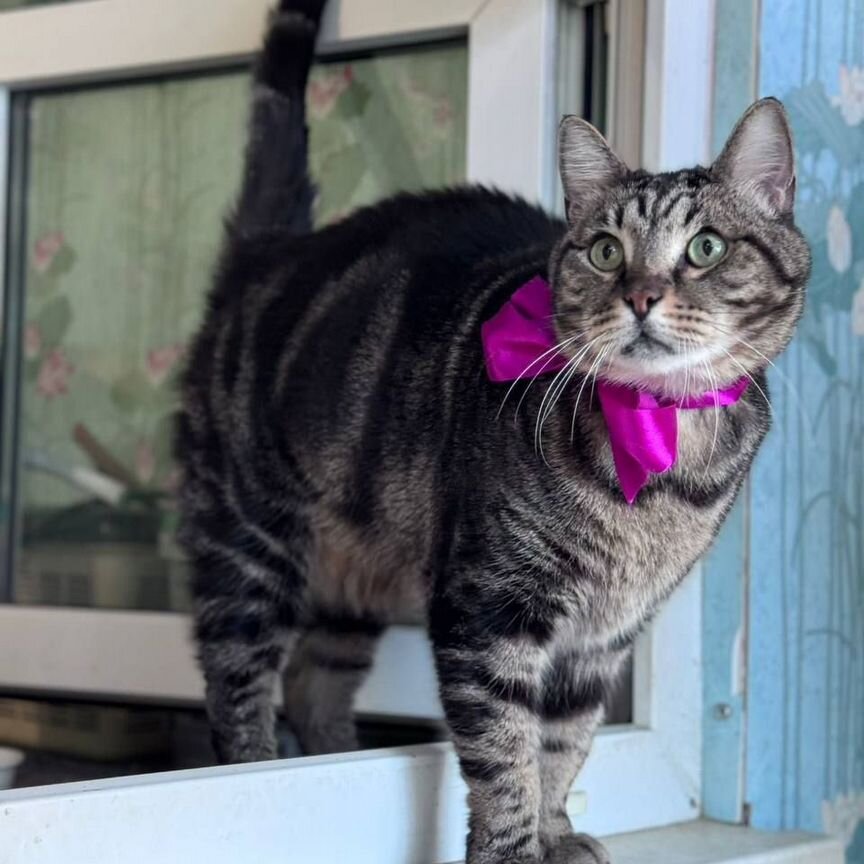 Жан, кот из приюта в добрые руки