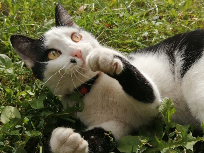 Кошка