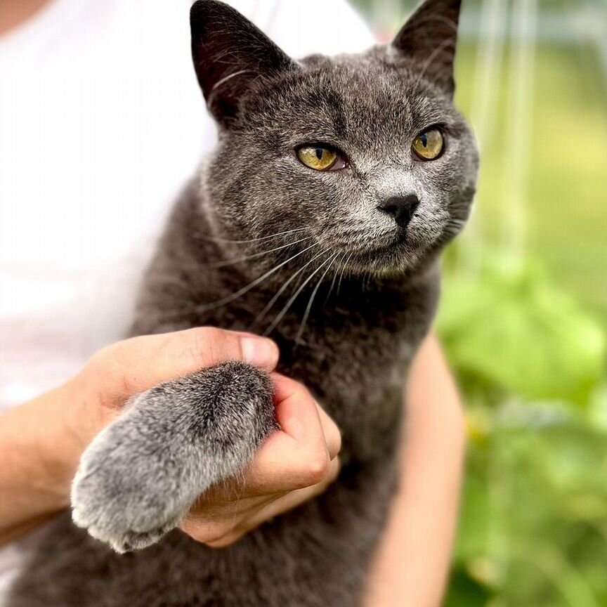 Ласковый юный котик Грей