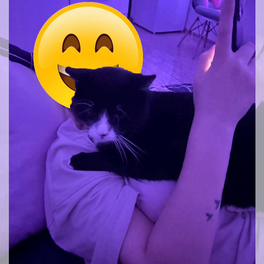 Взрослая кошка в добрые руки