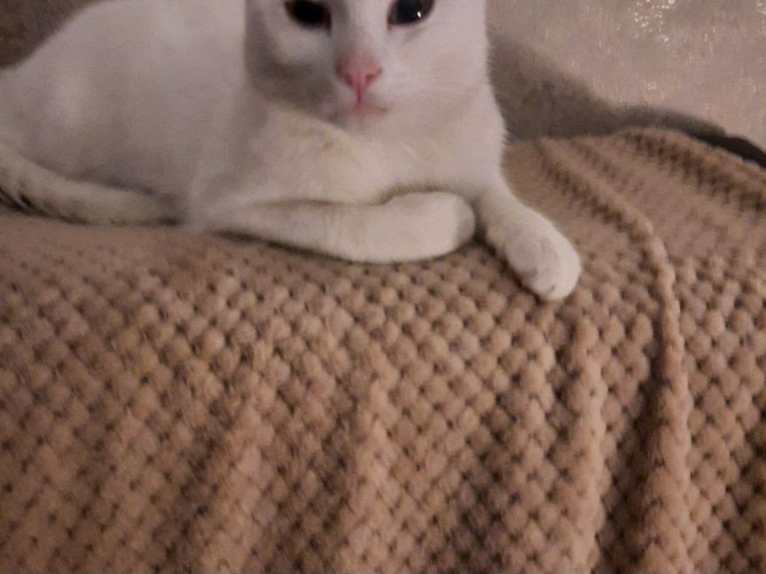 Кот Каспер ищет семью