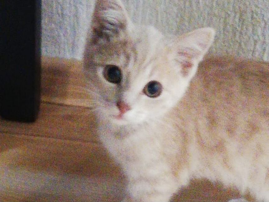 Котенок Персик в добрые руки