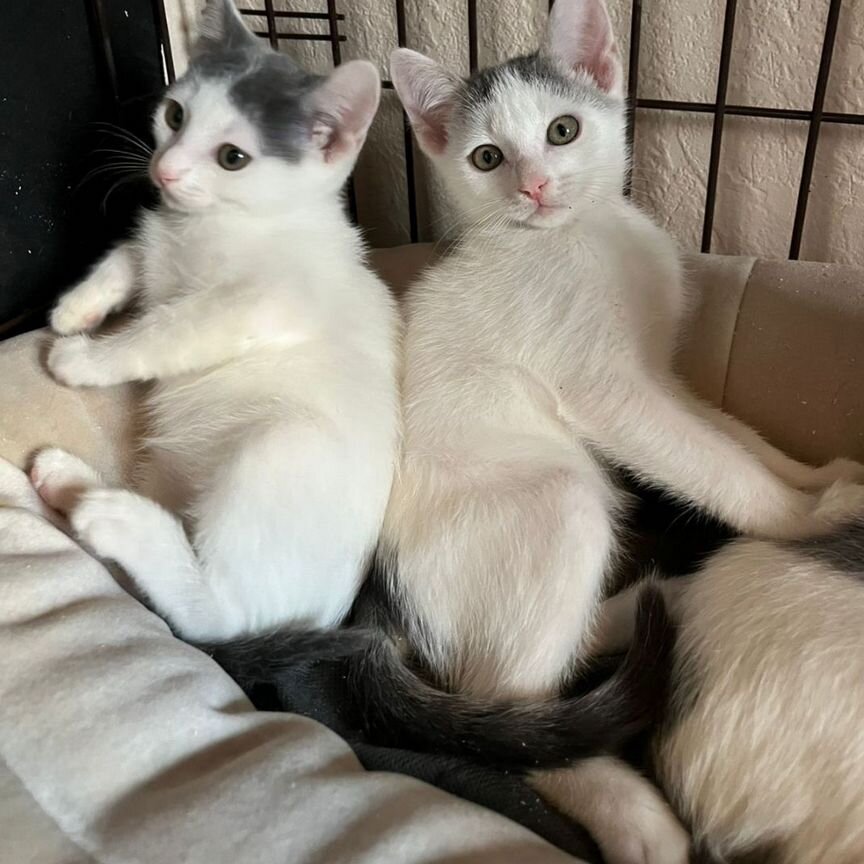 Отдадим котят